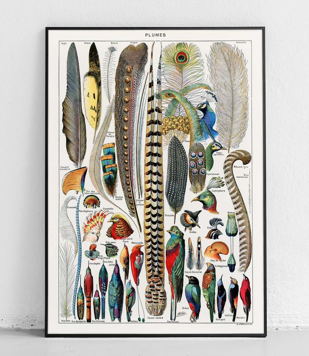 Poster Polytechnic, Pióra - plakat - Poster Polytechnic | Sklep EMPIK.COM