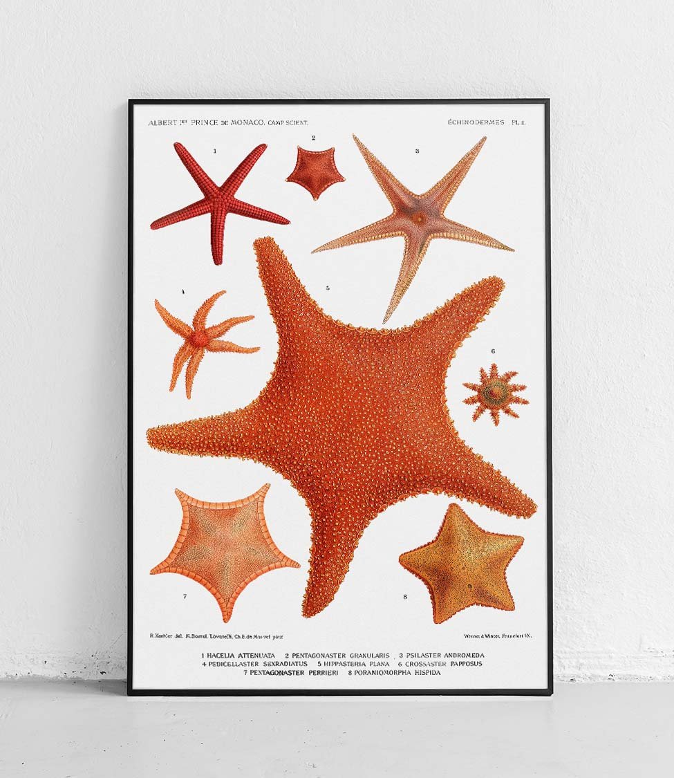 Poster Polytechnic, Rozgwiazda - plakat - Poster Polytechnic | Sklep ...