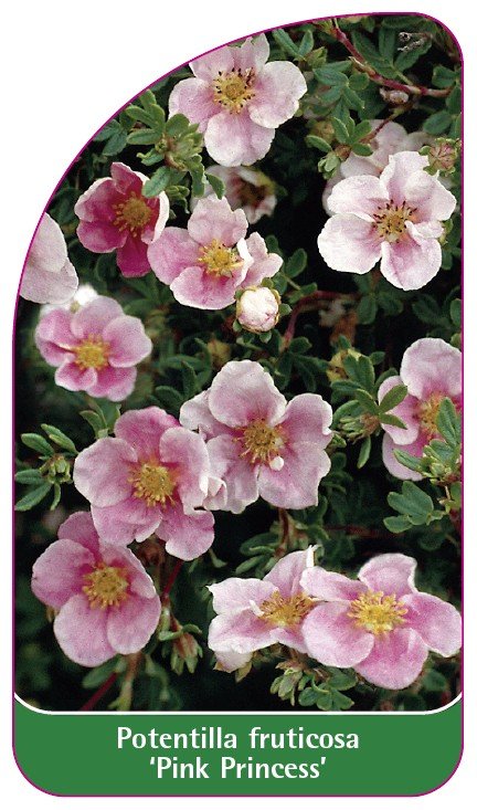 Potentilla fruticosa 'Pink Princess' etykieta szkółkarska - Inna marka ...