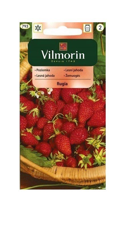 Poziomka Rugia 0,2 g Vilmorin - Inna marka | Sklep EMPIK.COM