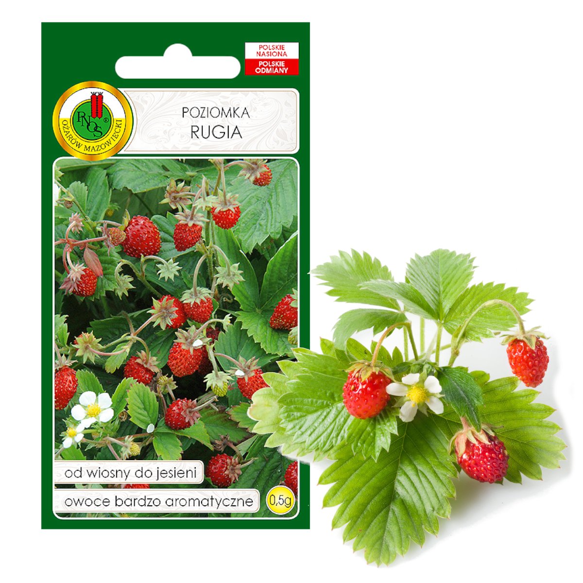 POZIOMKA RUGIA WIOSNA JESIEŃ NASIONA BEZ GMO - PNOS | Sklep EMPIK.COM