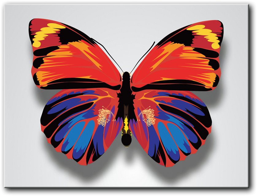 PR00964 Obraz motyl, kolorowy motyl. - PRINTORAMA | Sklep EMPIK.COM