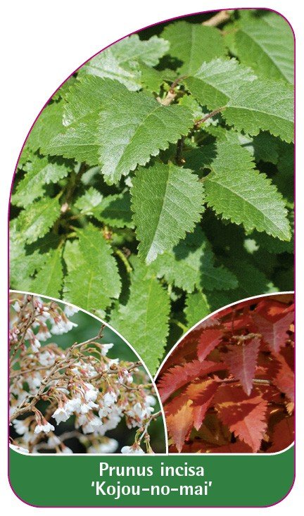 Prunus incisa ‘Kojou-no-mai’ etykieta - Euroflora | Sklep EMPIK.COM