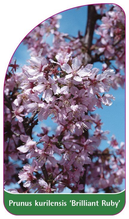 Prunus kurilensis 'Brilliant Ruby' etykiety szkółkarskie - Euroflora ...