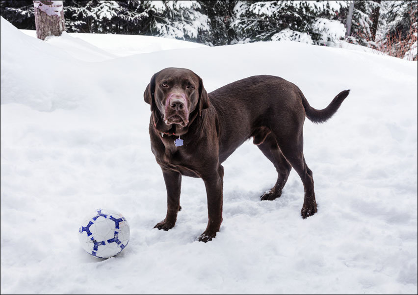 Puka the chocolate lab, in Aspen, Colorado., Carol Highsmith - plakat ...