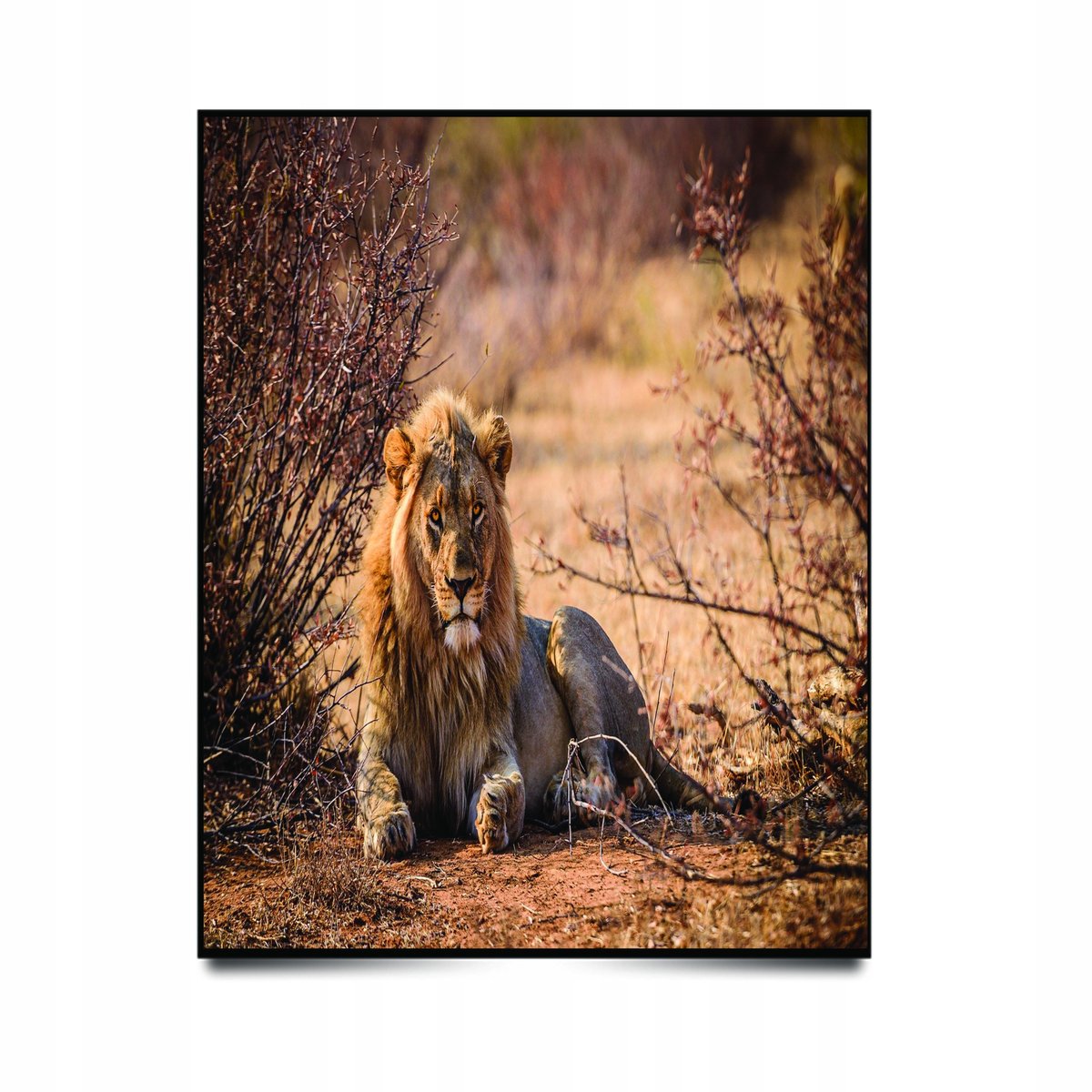 PUZZLE Widok Pejzaż Krajobraz Afryka Lew + IMIĘ Pudełko 120 el. - Atram ...