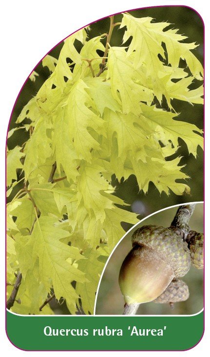 Quercus rubra 'Aurea' etykiety szkółkarskie - Euroflora | Sklep EMPIK.COM