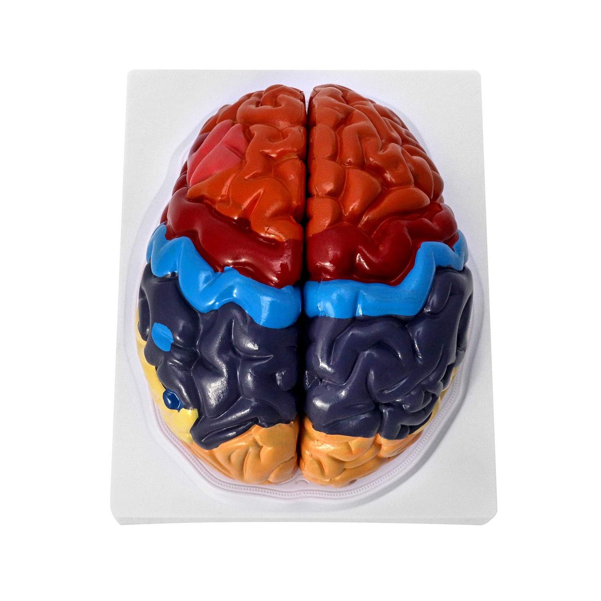 QWORK® Anatomia modelu anatomicznego mózgu, 2-częściowy, kodowany ...