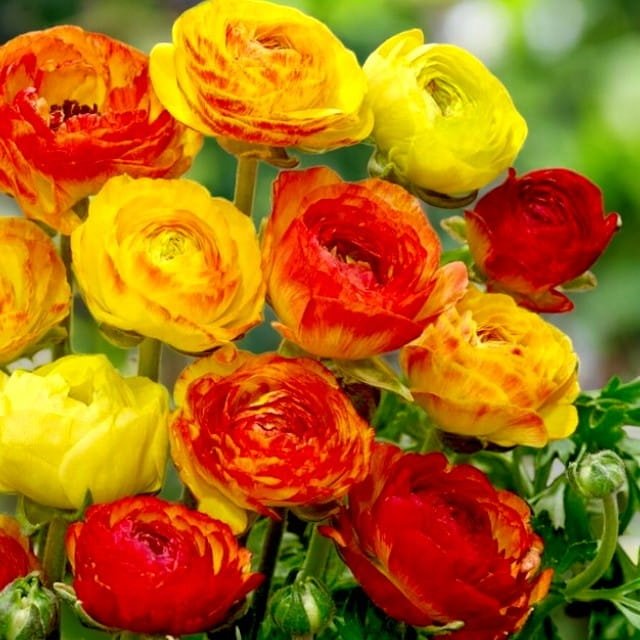 Ranunculus Jaskier Picotee Orange 5 szt. cebule cebulki kwiaty - Inna ...