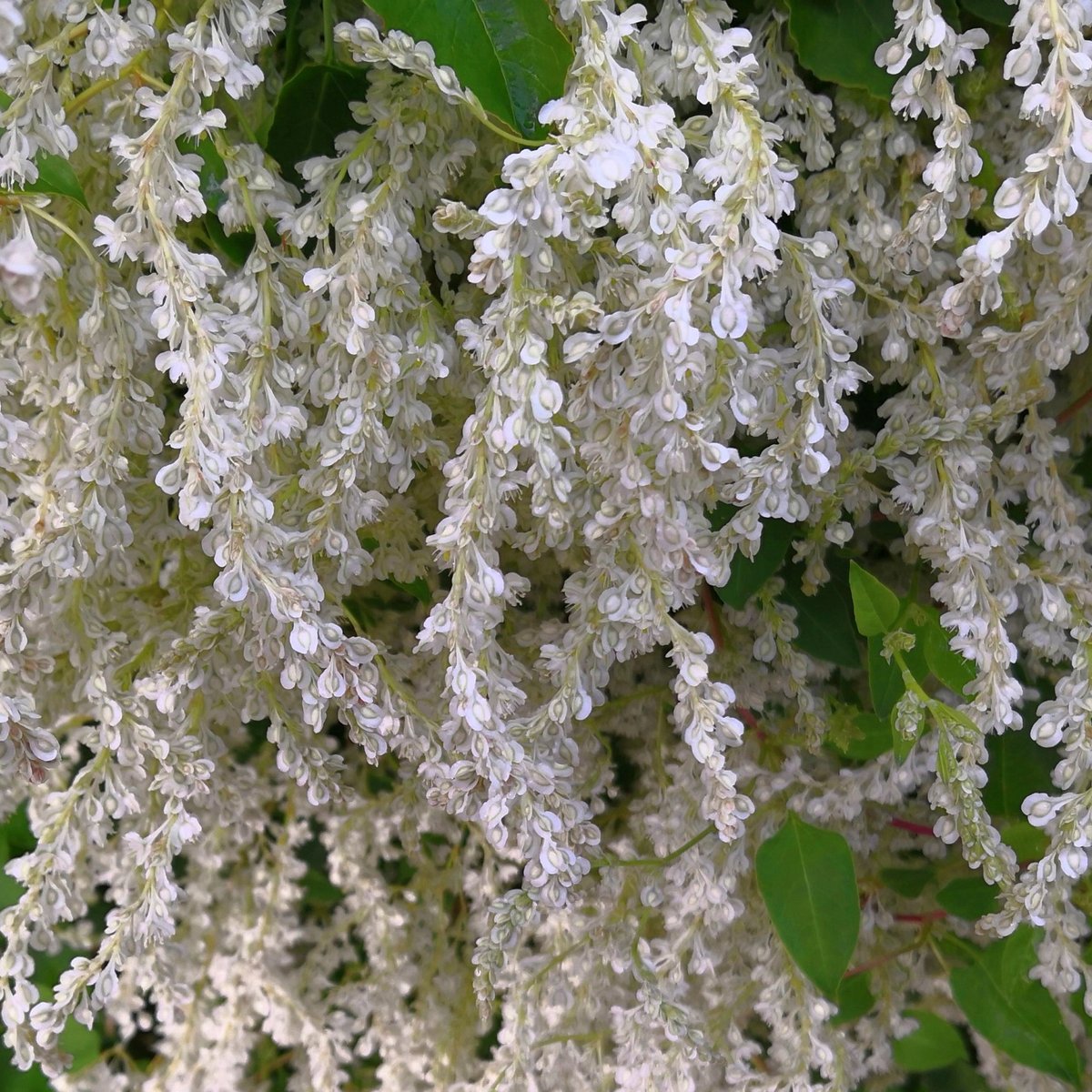 Rdest Auberta Szybko Zarasta (Fallopia aubertii) Rdestówka Doniczka 2 ...
