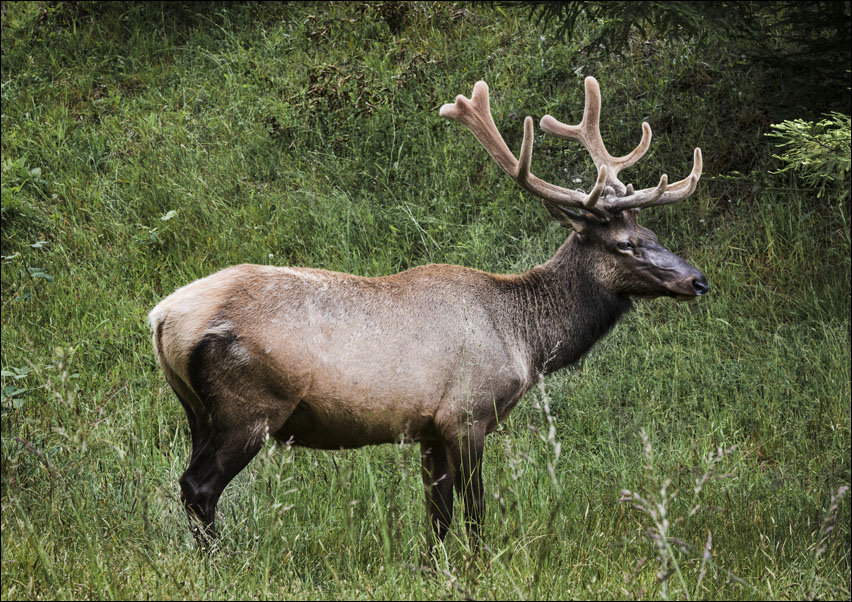 Redwood National and State Park on U.S. 101 in Northern California ...