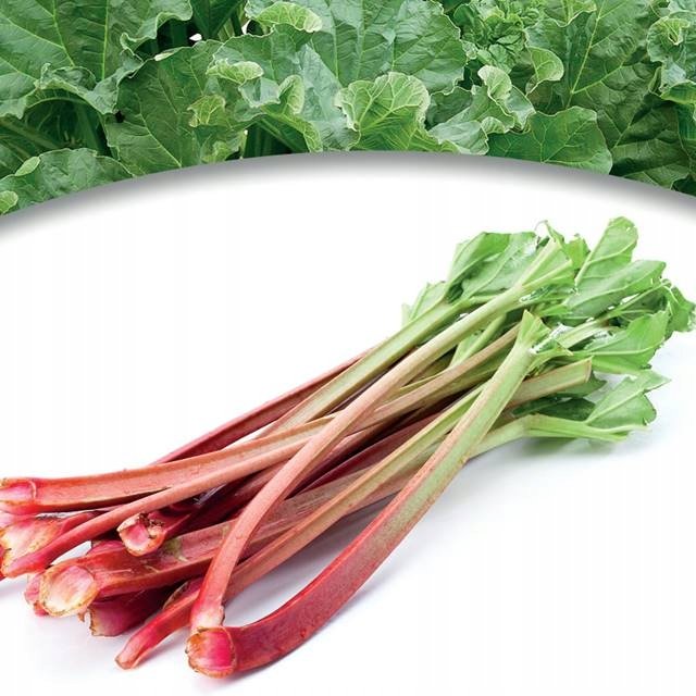 Rheum Rabarbar Red Champagne 1 szt. sadzonka sadzonki - Królik | Sklep ...