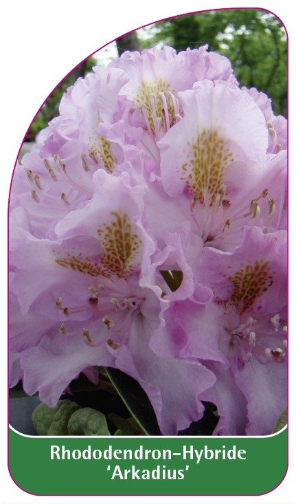 Rhododendron 'Arkadius' - etykiety szkółkarskie - Euroflora | Sklep ...