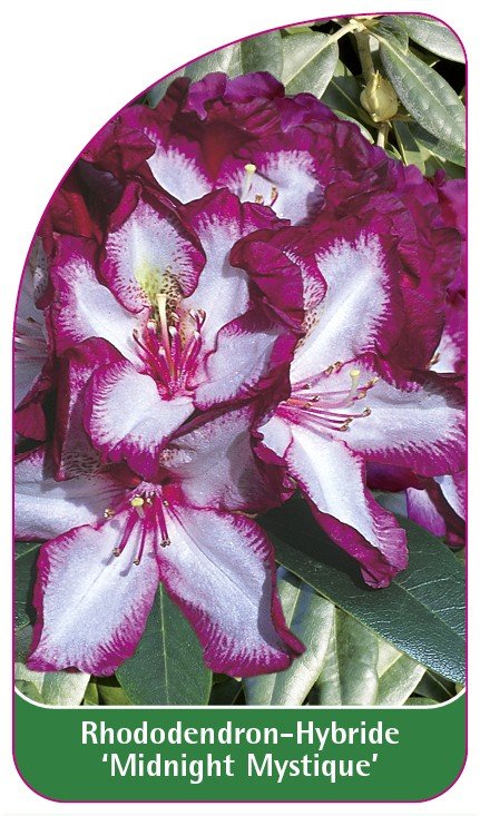 Rhododendron 'Midnight Mystique' - Euroflora | Sklep EMPIK.COM