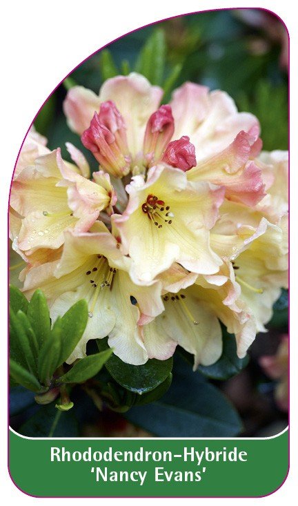 Rhododendron 'Nancy Evans' etykiety szkółkarskie - Euroflora | Sklep ...