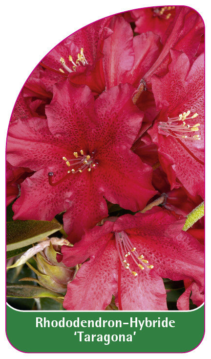 Rhododendron 'Taragona' - B - etykiety szkółkarskie - Euroflora | Sklep ...