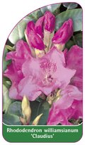 Rhododendron williamsianum 'Claudius' etykiety szkółkarskie - Euroflora ...