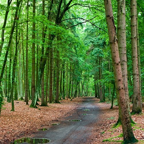 Richguard - Eminence of the Wild | Muzyka, mp3 Sklep EMPIK.COM