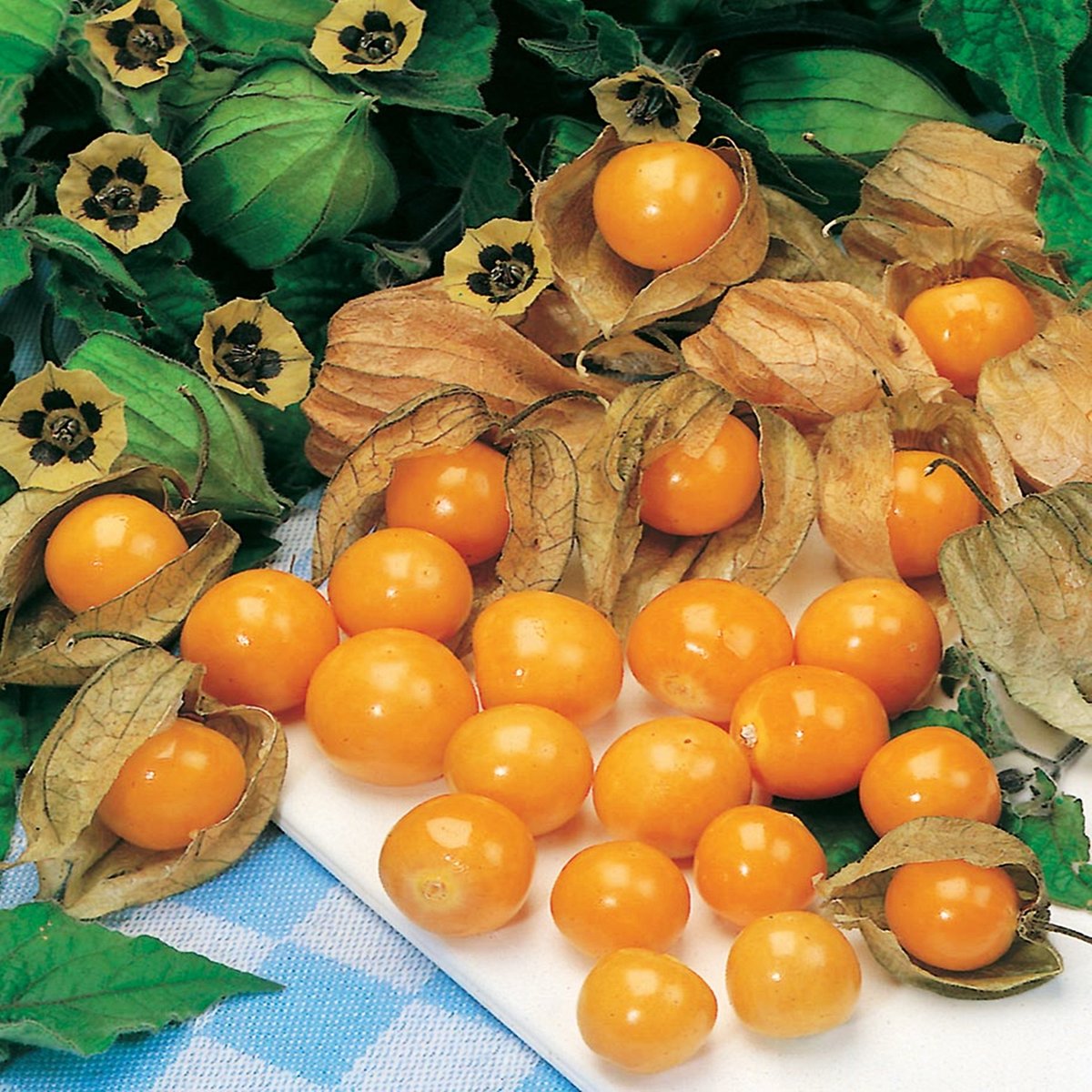 Rodzynek Brazylijski Physalis peruviana - Toraf | Sklep EMPIK.COM