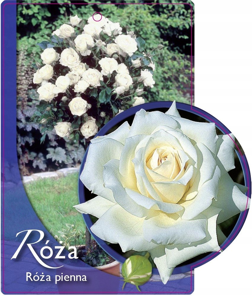 * Róża pienna 1 A etykiety szkółkarskie - Euroflora | Sklep EMPIK.COM