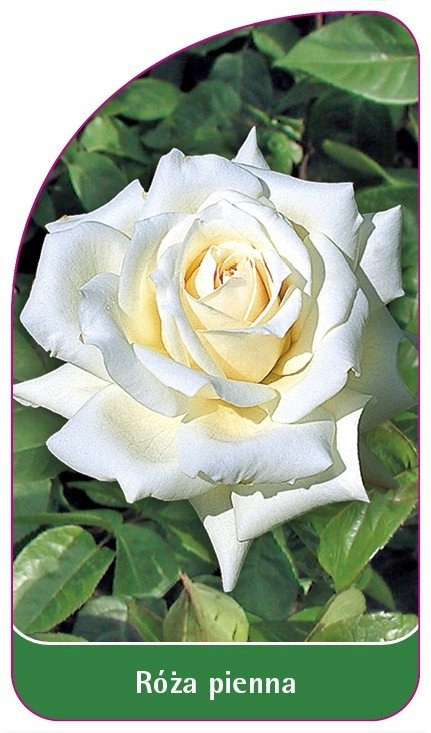 Róża pienna 1 etykiety szkółkarskie - Euroflora | Sklep EMPIK.COM