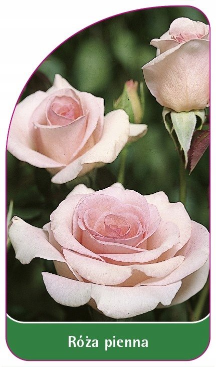 Róża pienna 20 etykiety szkółkarskie - Euroflora | Sklep EMPIK.COM