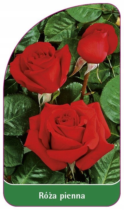 Róża pienna 28 etykiety szkółkarskie - Euroflora | Sklep EMPIK.COM