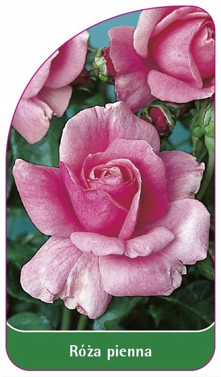 Róża pienna 40 etykiety szkółkarskie - Euroflora | Sklep EMPIK.COM