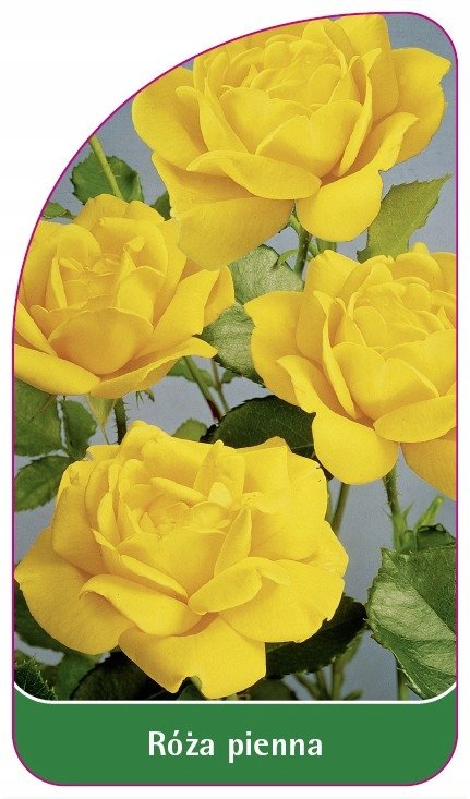 Róża pienna 43 etykiety szkółkarskie - Euroflora | Sklep EMPIK.COM
