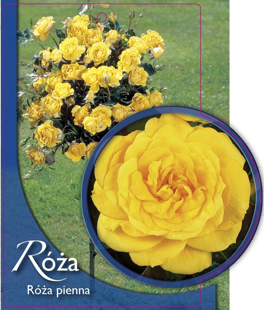 * RÓŻA PIENNA 51 A etykieta - Euroflora | Sklep EMPIK.COM