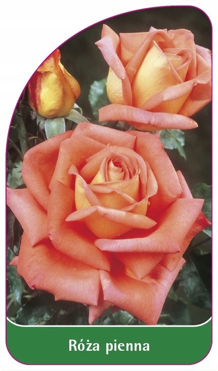 Róża pienna 54 etykiety szkółkarskie - Euroflora | Sklep EMPIK.COM