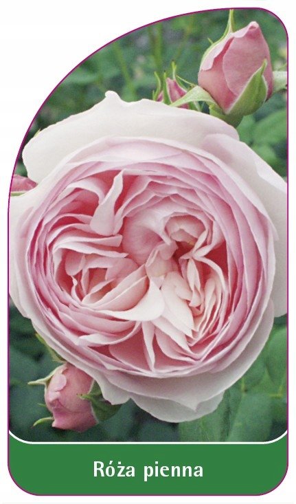 Róża pienna 57 etykiety szkółkarskie - Euroflora | Sklep EMPIK.COM