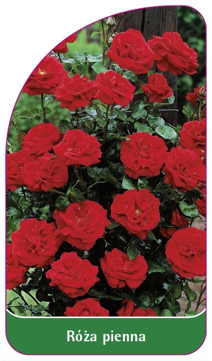 Róża pienna 62 etykieta - Euroflora | Sklep EMPIK.COM