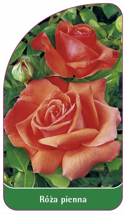 Róża pienna 69 etykiety szkółkarskie - Euroflora | Sklep EMPIK.COM