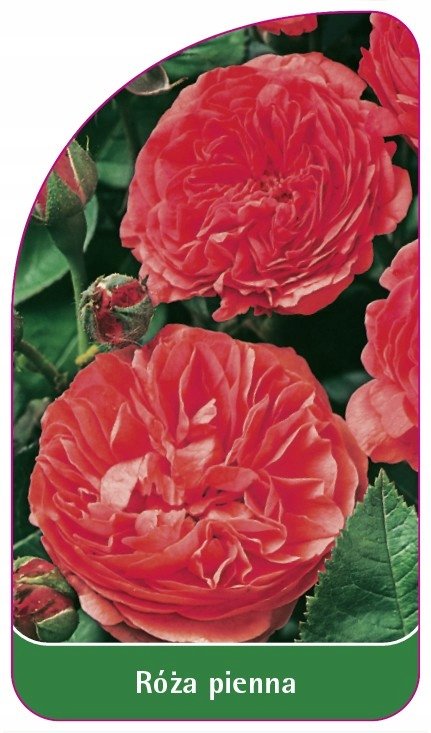Róża pienna 73 etykiety szkółkarskie - Euroflora | Sklep EMPIK.COM