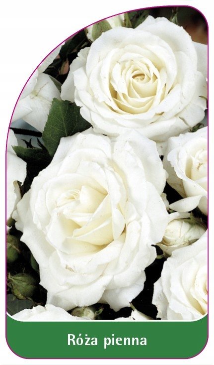 Róża pienna 75 etykiety szkółkarskie - Euroflora | Sklep EMPIK.COM