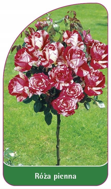 Róża pienna 77 etykiety szkółkarskie - Euroflora | Sklep EMPIK.COM