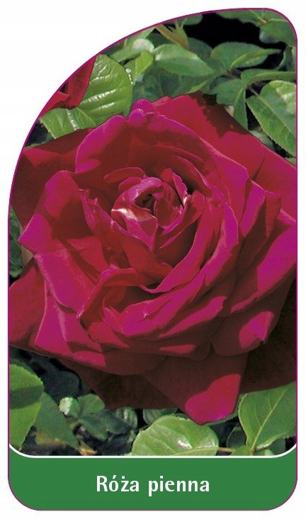 Róża pienna 8 etykiety szkółkarskie - Euroflora | Sklep EMPIK.COM