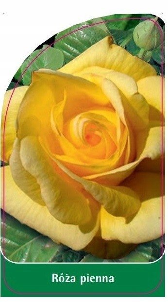 Róża pienna 87 etykiety szkółkarskie - Euroflora | Sklep EMPIK.COM