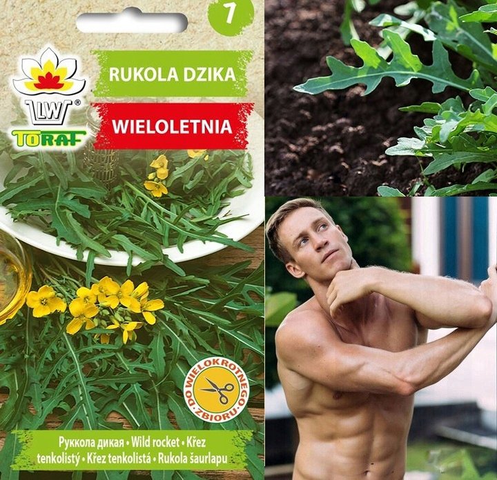 Rukola dzika wieloletnia Diplotaxis tenuifolia - Toraf | Sklep EMPIK.COM