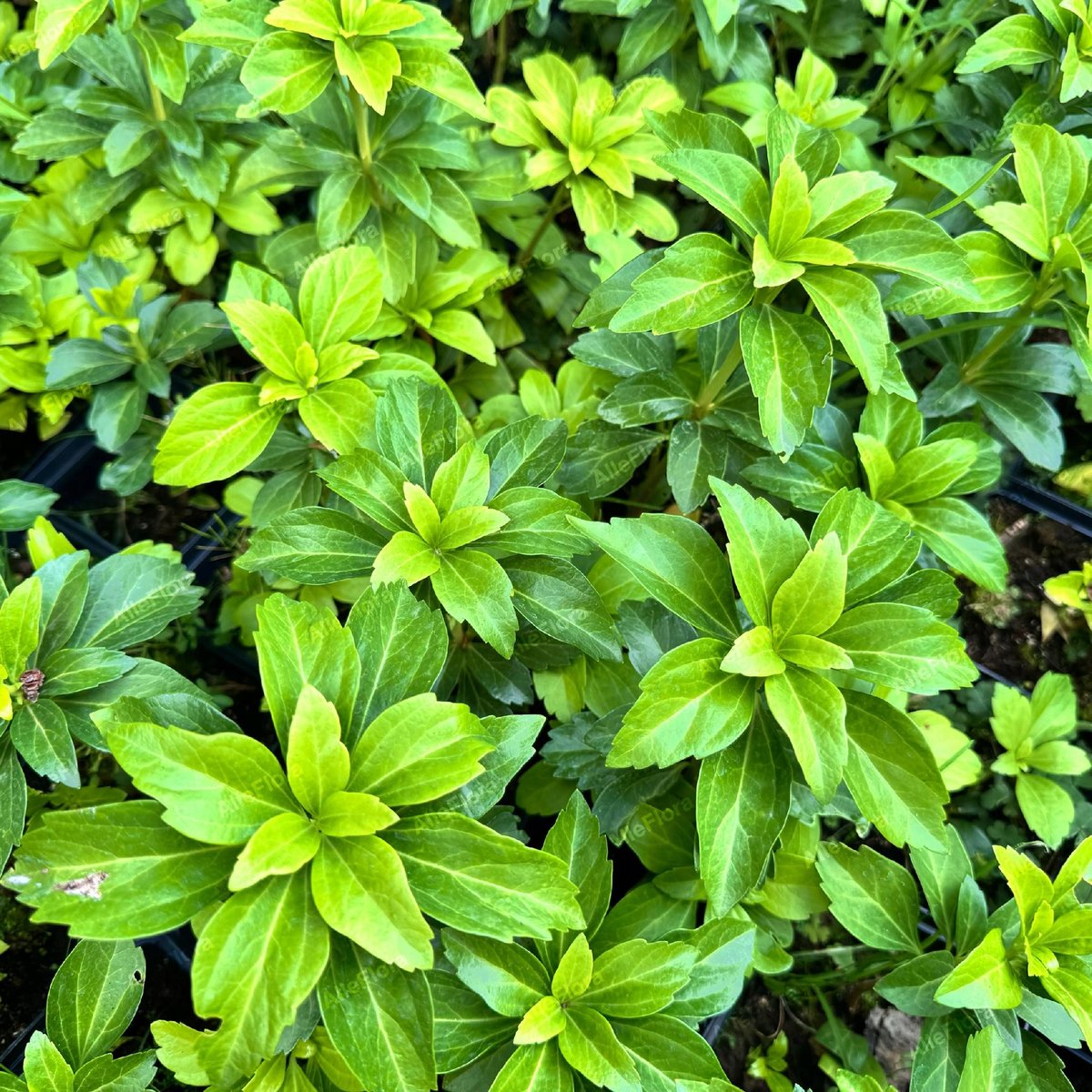 Runianka japońska Zielony Dywan (Pachysandra terminalis) Doniczka 1.0L ...