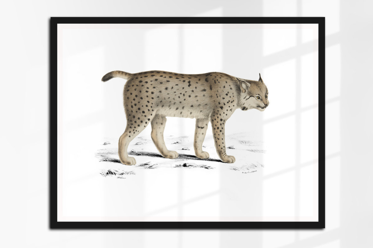 RYŚ ssaki Polski grafika ze starej książki 30x21 cm (A4) / DodoPrint ...