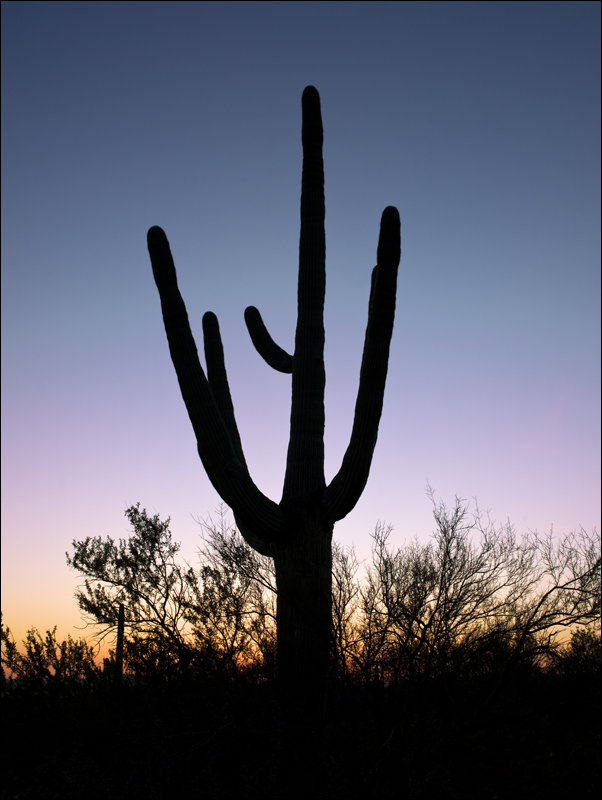 Saguaro Cactus near Tucson in Arizona, USA., Carol Highsmith - plakat ...