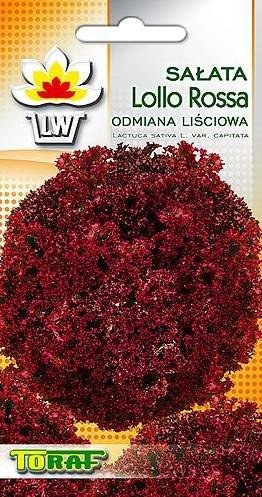 Sałata Liściowa Lollo Rossa (Czerwona, Wczesna) Lactuca Sativa L ...