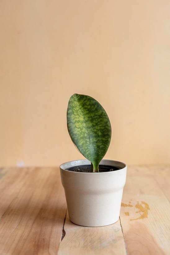Sansevieria Trif. Masoniana Victoria Wężownica Masona P12 - DIXIE STORE ...