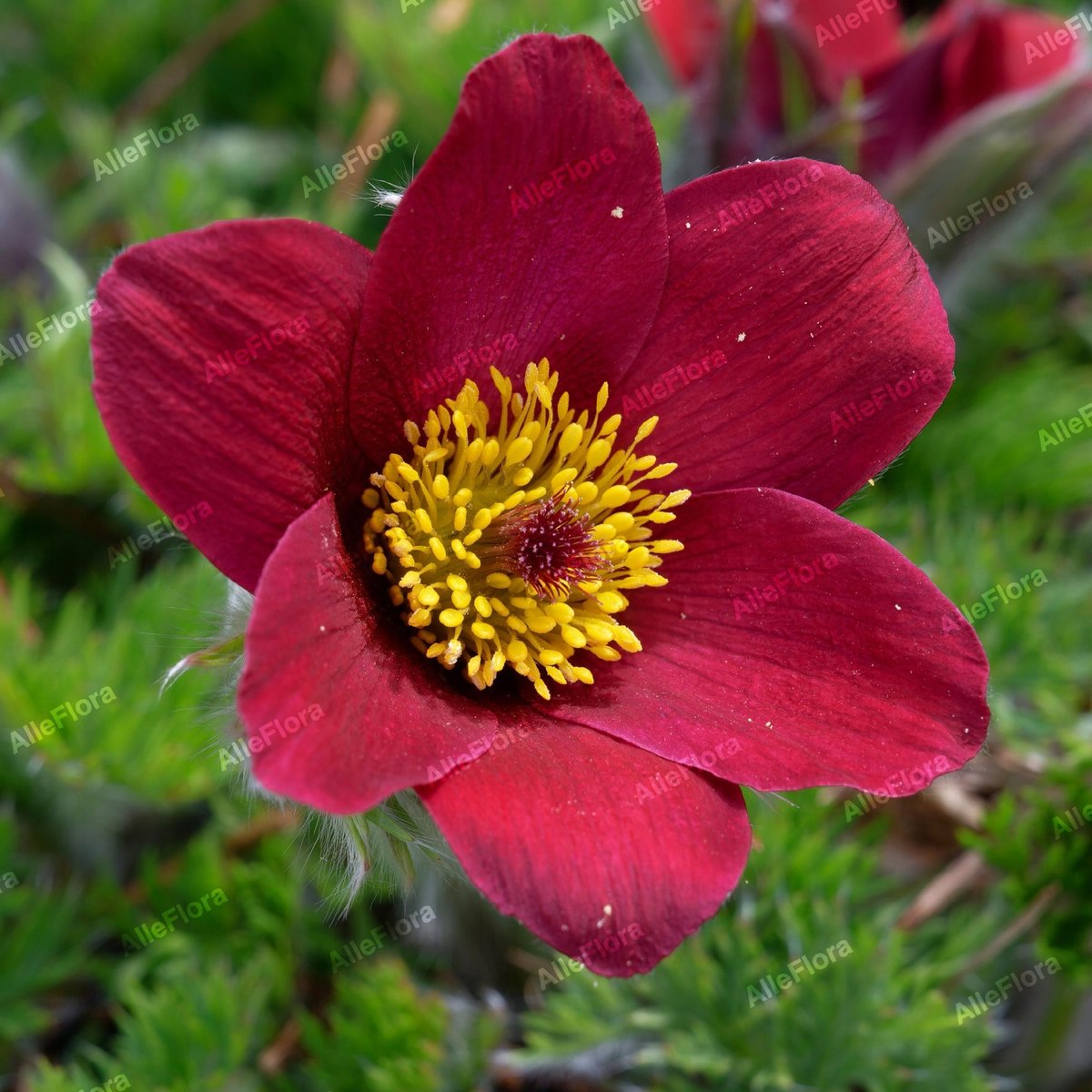 Sasanka zwyczajna 'Röde Klokke/Rote Glocke' (Pulsatilla vulgaris) Poj ...