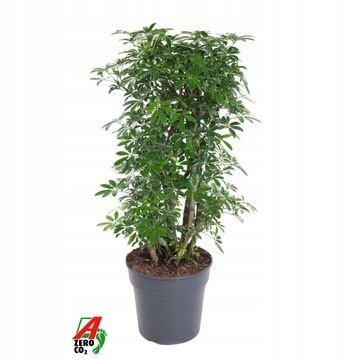 Schefflera Lusean- doniczka Ø 27 cm - wysokość 110 cm - Fresh Plants ...