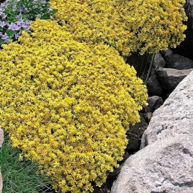 Sedum acre Rozchodnik ostry Yellow Queen 1 szt. doniczka P9 - Królik ...