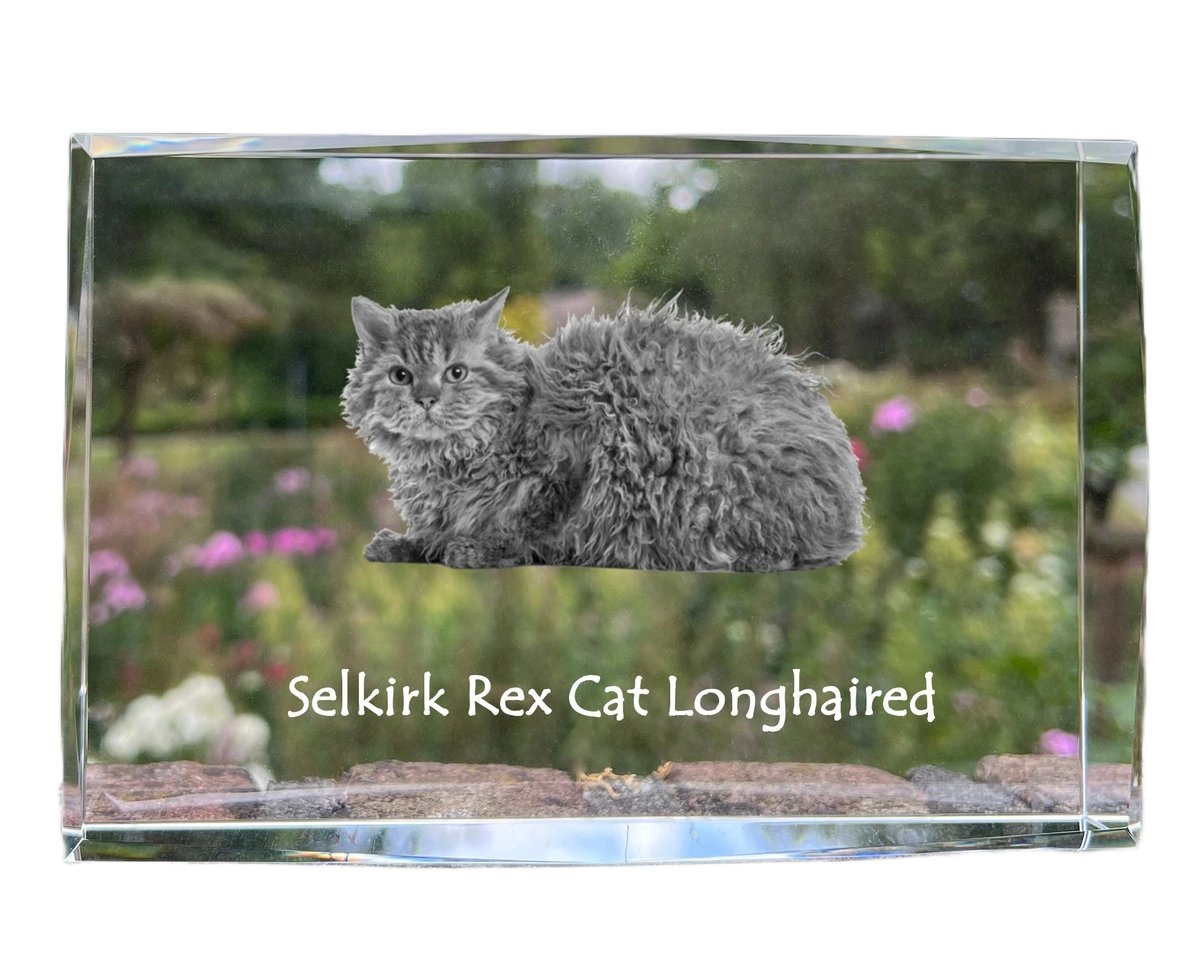Selkirk Rex Kot długowłosy - kryształ ze zdjęciem kota, zdjęcie w szkle ...