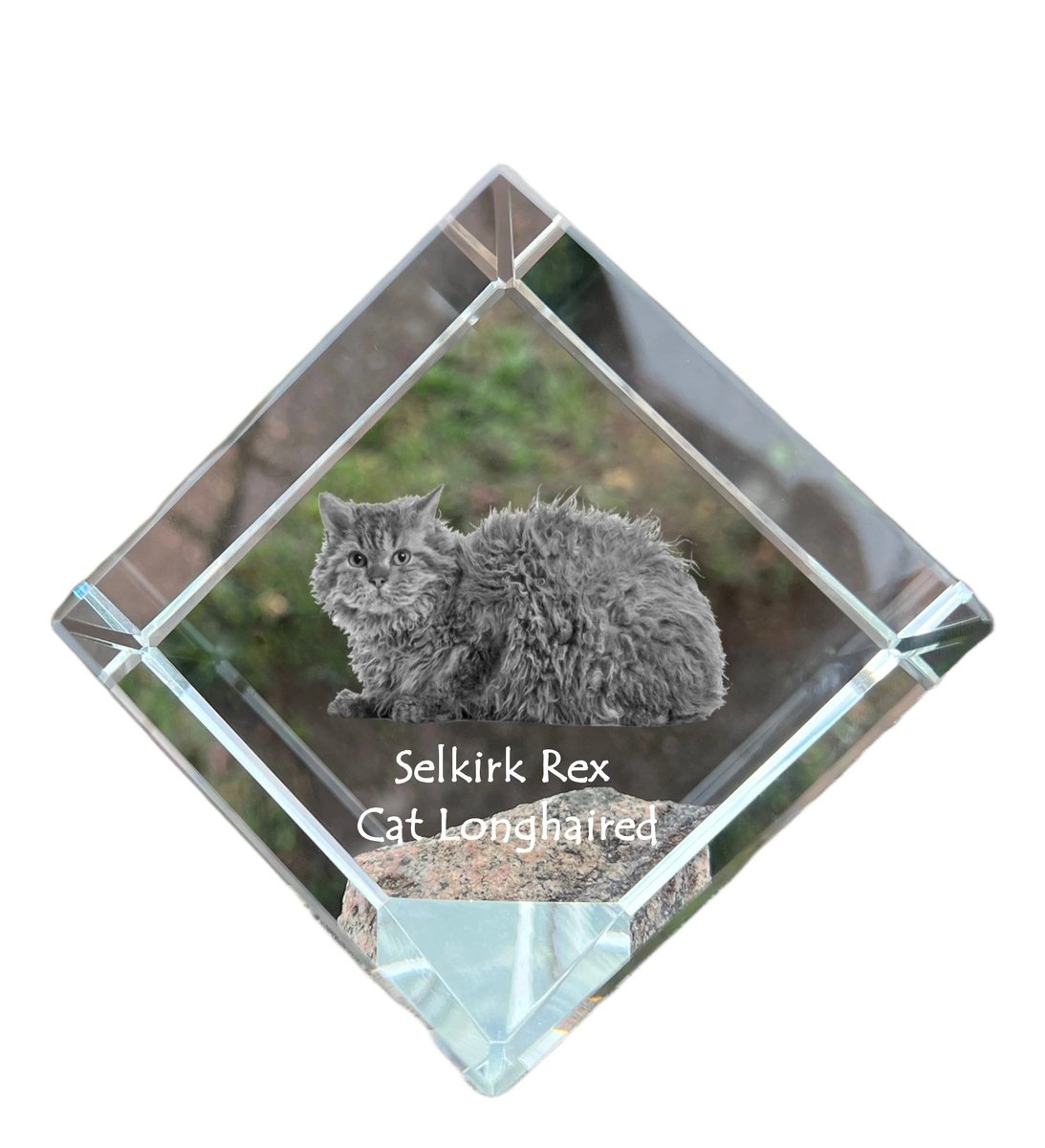 Selkirk Rex Kot długowłosy - kryształowa kostka ze zdjęciem kota ...